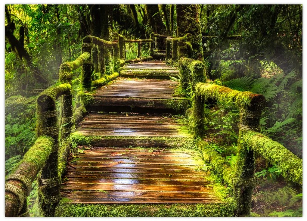 Skleněný obraz schodů v deštném pralese (70x50 cm)