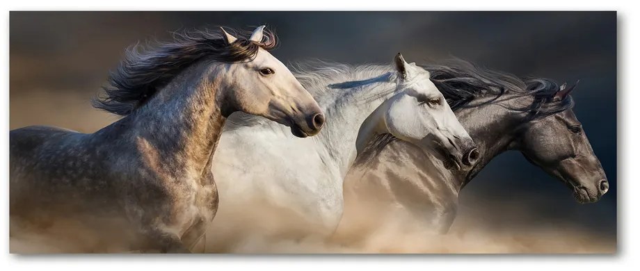 Wallmuralia Foto obraz akrylový Koně ve cvalu 125x50 cm