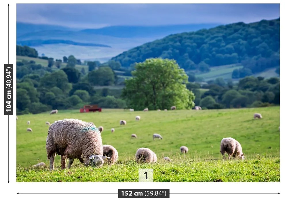 Fototapeta stádo ovcí 104x70