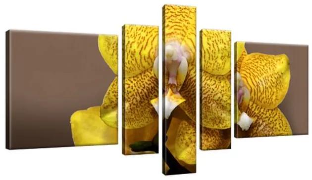 Tištěný obraz Žlutá orchidej 160x80cm 1316A_5J