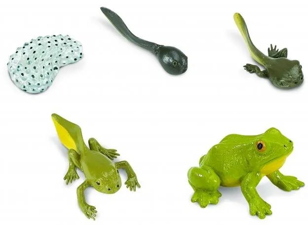 Figurky animal life životní cyklus žáby