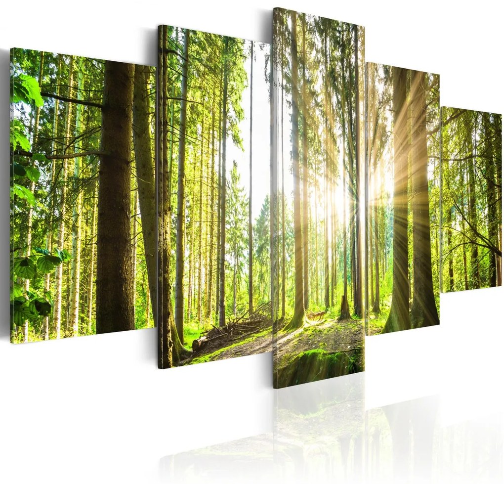Atypický obraz lesní svět III + háčky a hřebíčky ZDARMA Velikost (šířka x výška): 220x110 cm