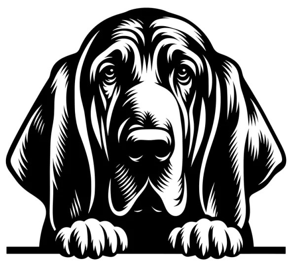 Samolepka pes Bloodhound