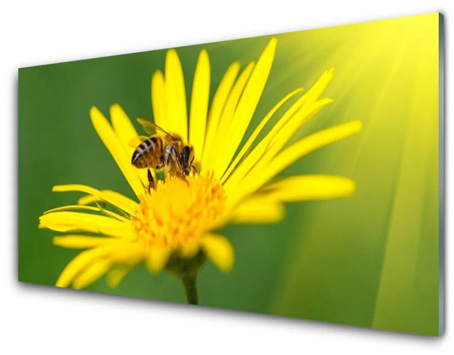 Obraz na skle Vosa Květ Rostlina Příroda 140x70 cm