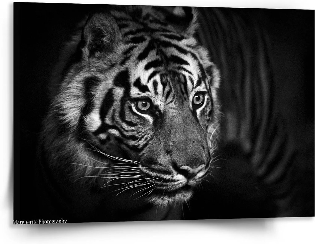 Obraz SABLO - Černobílý tygr 150x110 cm
