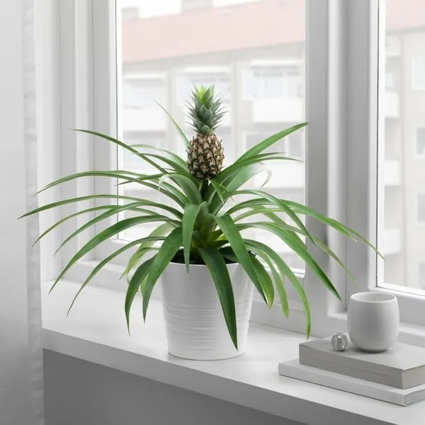 ANANAS Rostlina, Pineapple, 12 cm