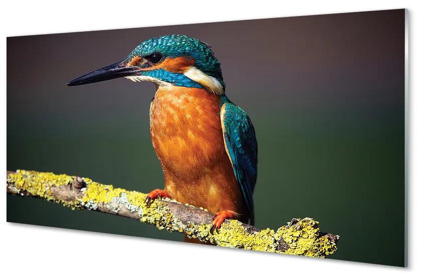 akrylový obraz Barevný pták na větvi 140x70 cm