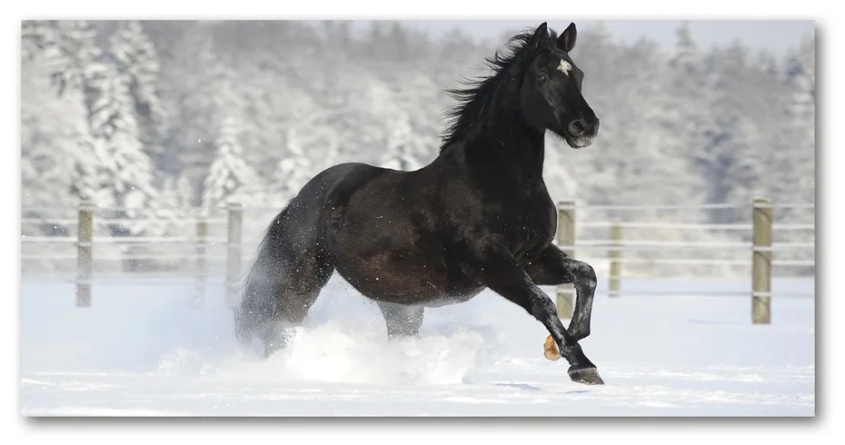 Wallmuralia Foto obraz sklo tvrzené Kůň ve cvalu sníh 100x50 cm