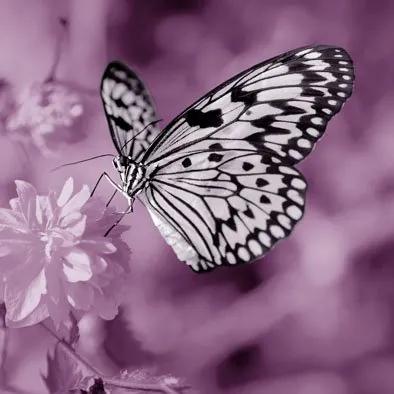 Obraz na skle - Motýl (8)