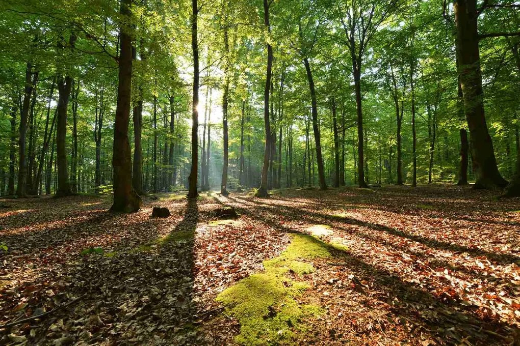 DIMEX | Samolepicí vliesová fototapeta na zeď Ráno v bukovém lese MA-5-1852 | 375 x 250 cm | zelená, hnědá