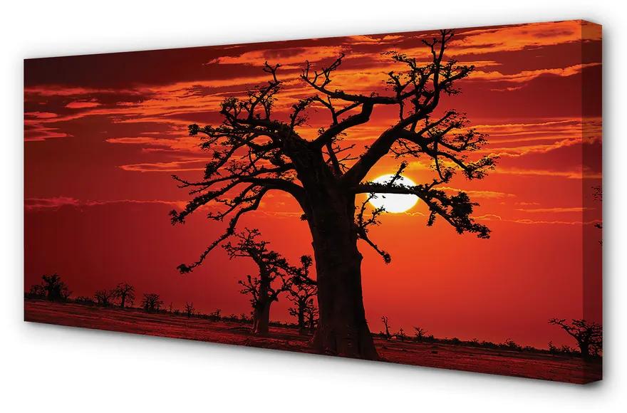 Obrazy na plátně Stromy oblohy zataženo 100x50 cm