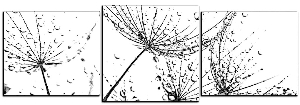 Obraz na plátně - Pampelišková semínka s kapkami vody - panoráma 5202QD (90x30 cm)