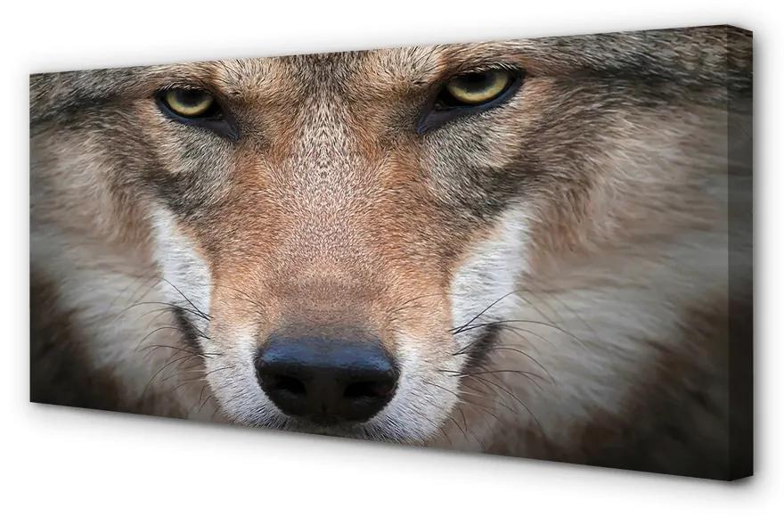 Obrazy na plátně wolf Eyes 140x70 cm