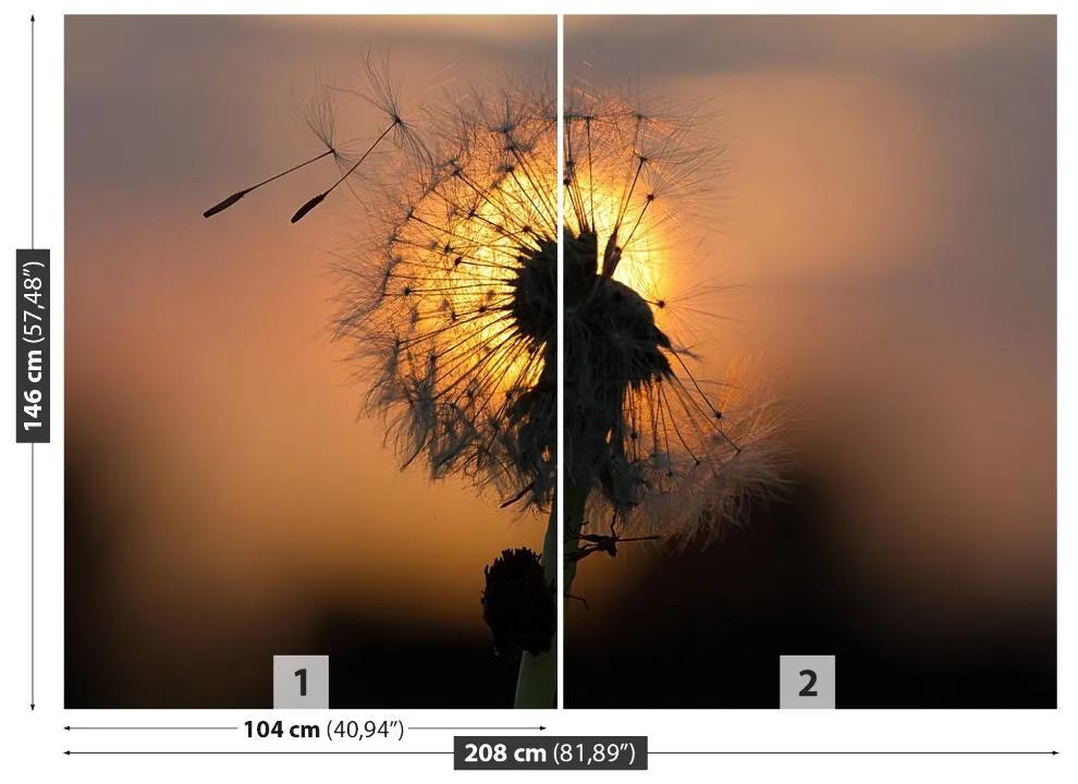 Fototapeta Pampeliška slunce. 104x70