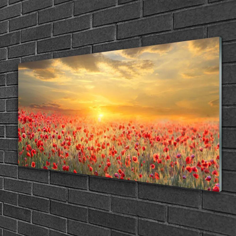 Obraz na skle Slunce Louka Mák Květiny 120x60 cm