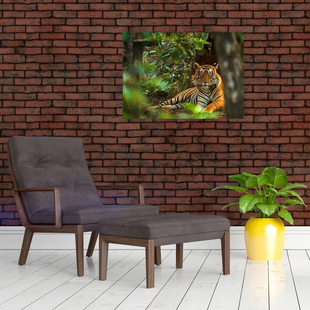 Skleněný obraz odpočívajícího tygra (70x50 cm)