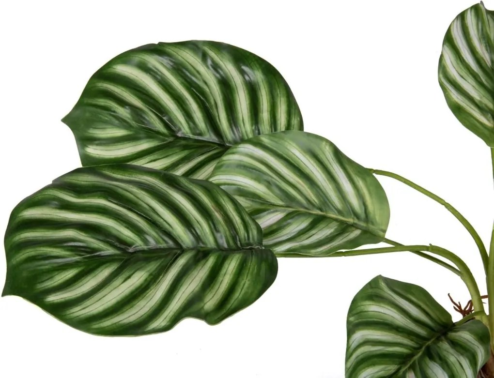 Dekorativní umělá Calathea Hawaj - 30 cm