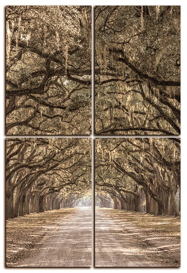 Obraz na plátně - Historické dubové stromy lemované polní cestou - obdélník 7239FE (90x60 cm)