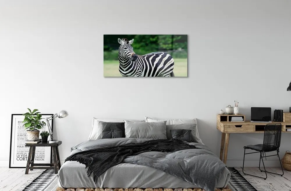 Obraz na skle Zebra box 125x50 cm