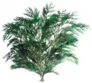 Thuja 30 - 60 cm