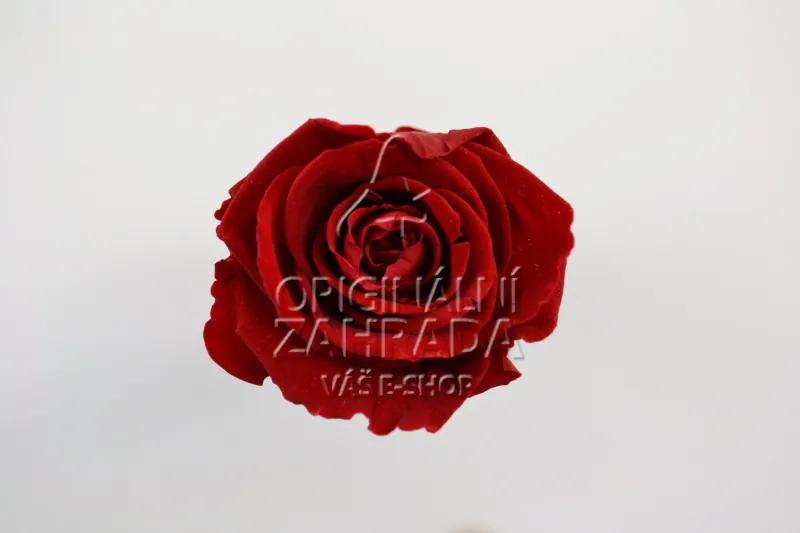 Stabilizovaná růže - červená