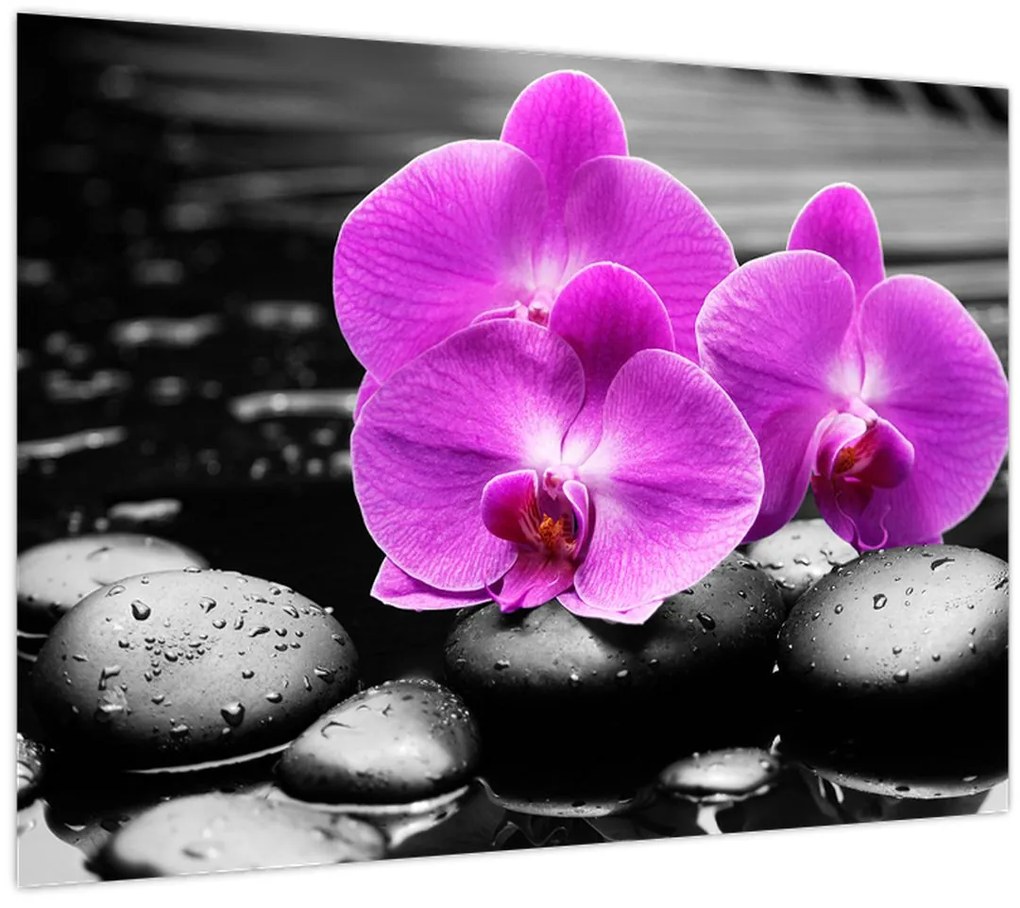 Obraz - Fialové orchideje (70x50 cm)