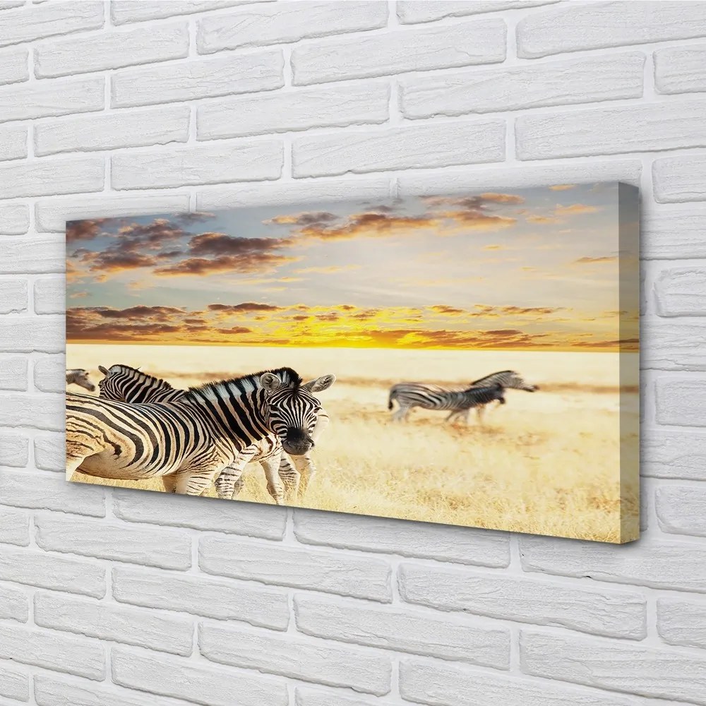Obrazy na plátně Zebry pole sunset 100x50 cm