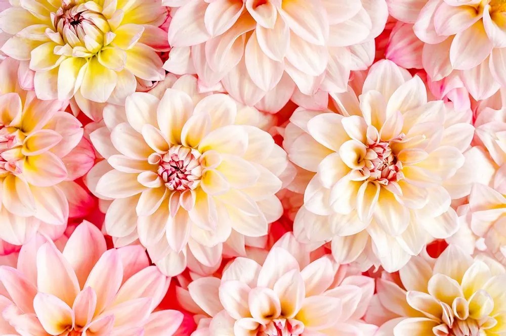 Tapeta dálie pastelové květiny - 225x150 cm