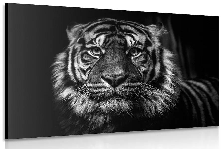 Obraz tygr v černobílém provedení