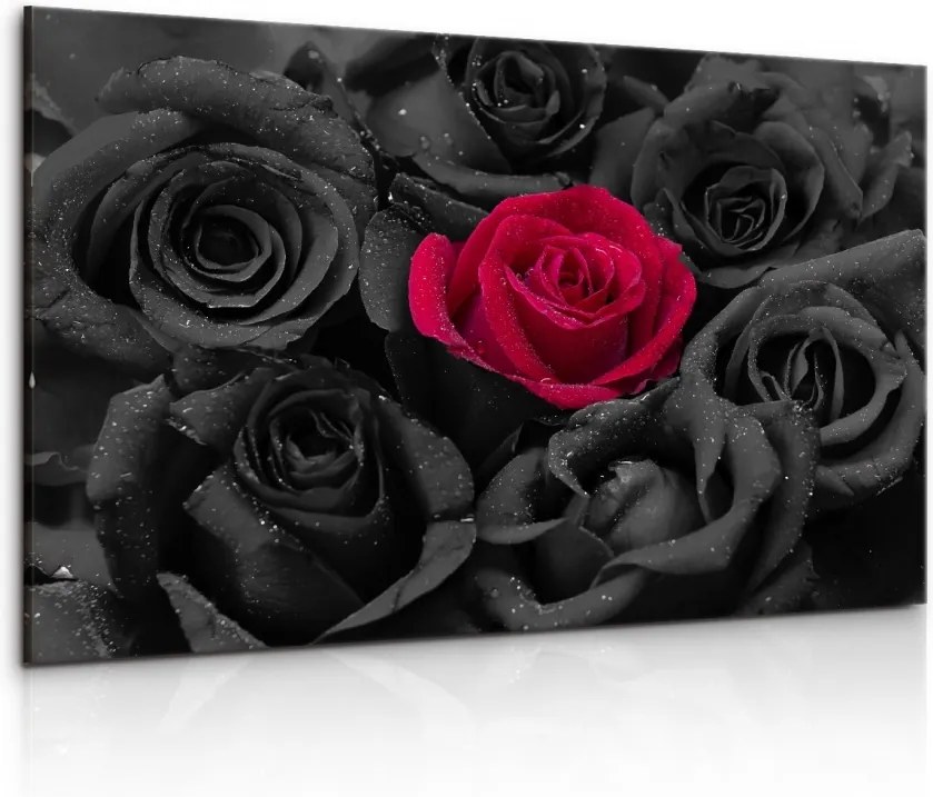 Malvis Malvis Obraz Černé růže s kapkami vody  150x100 cm