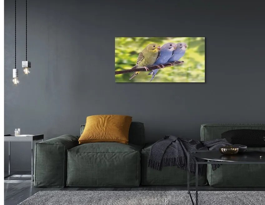 Obraz na skle Barevné papoušek na větvi 140x70 cm