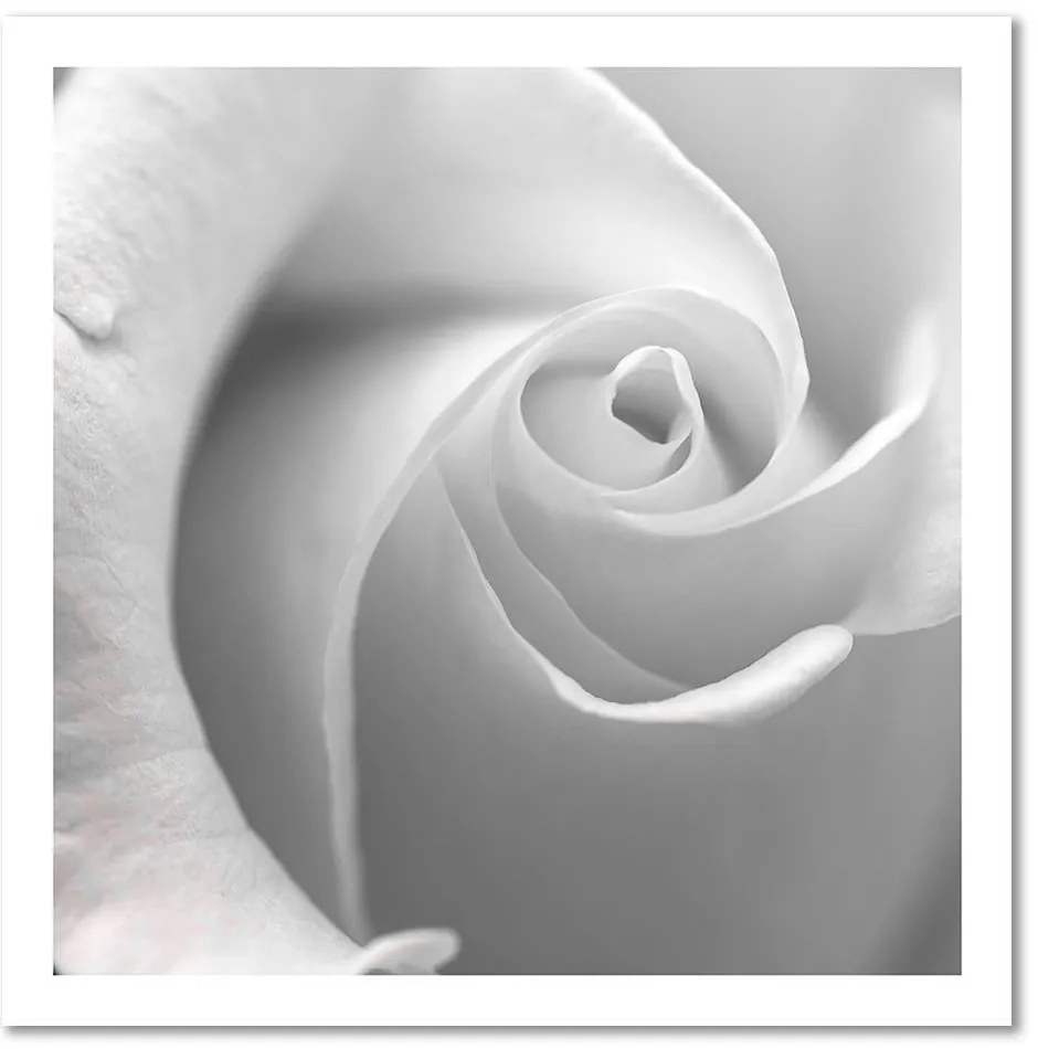 Obraz na plátně Bílá růže Makro - 60x60 cm