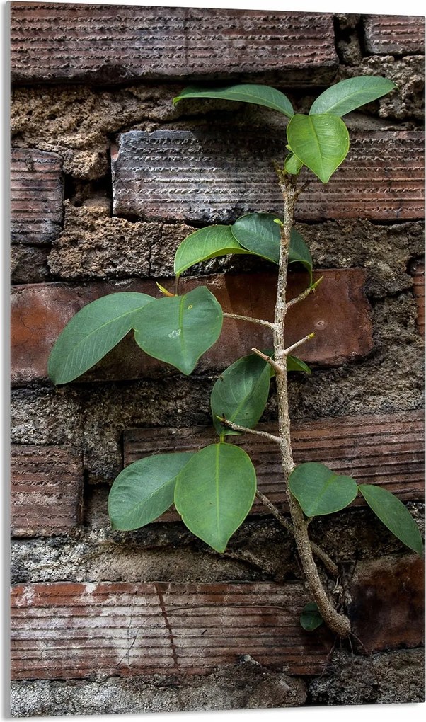 Skleněná Deska Na Krájení 30x52 Cihla Do Kuchyně