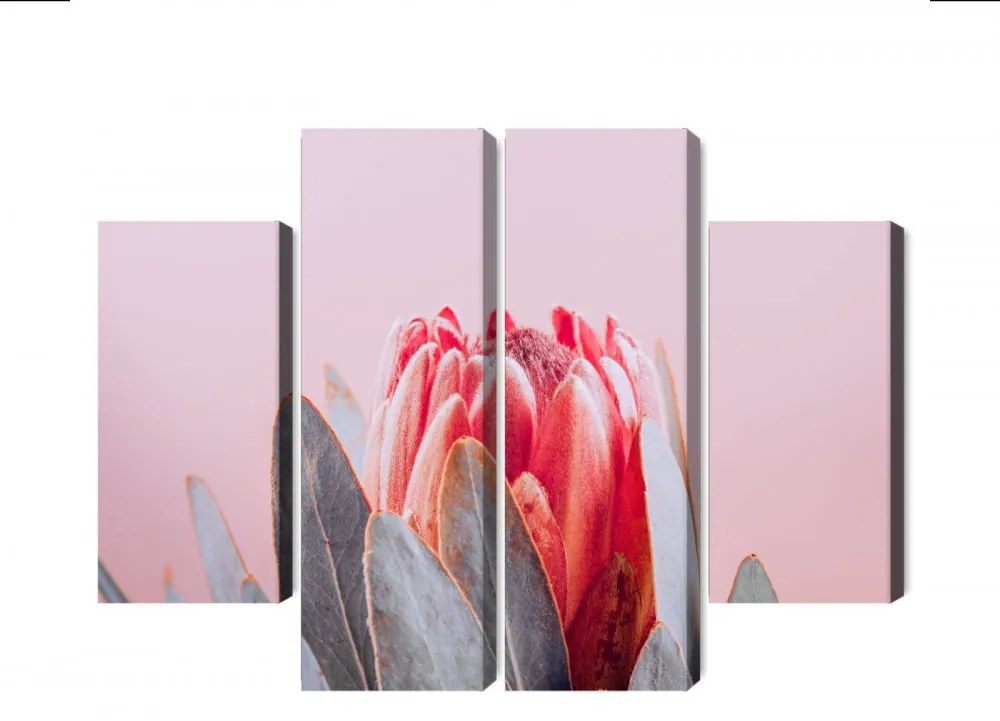 Vícedílný obraz Květina Královského Protéa Zblízka Nedostatek Nedostatek Plátno Canvas 160x120