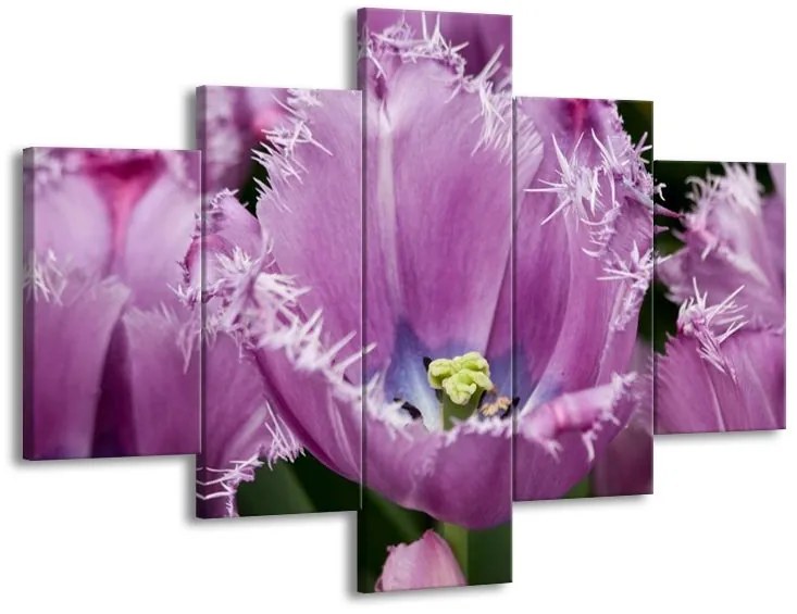 Zvláštnost tulipánů 100x70 cm