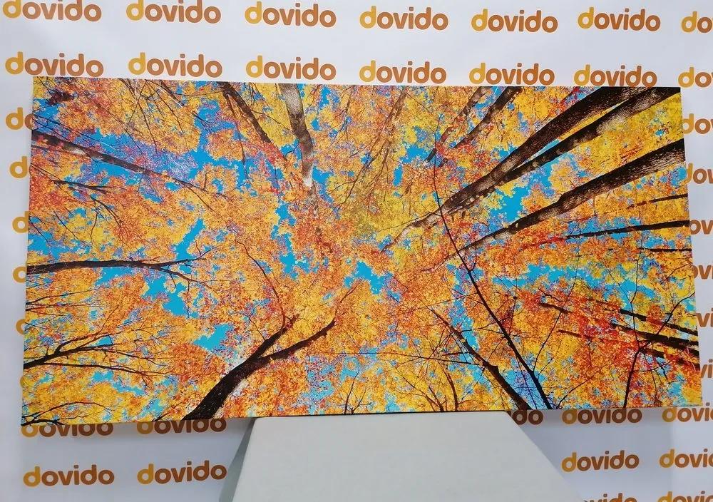 Obraz podzimní koruny stromů - 120x60 cm