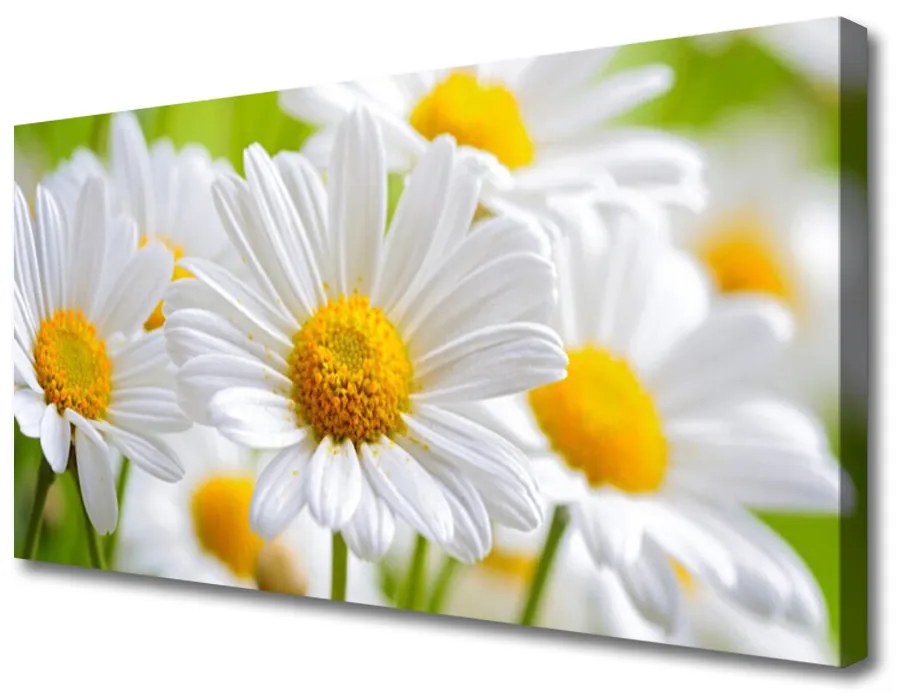 Obraz na plátně Sedmikrásky Rostlina Příroda 140x70 cm