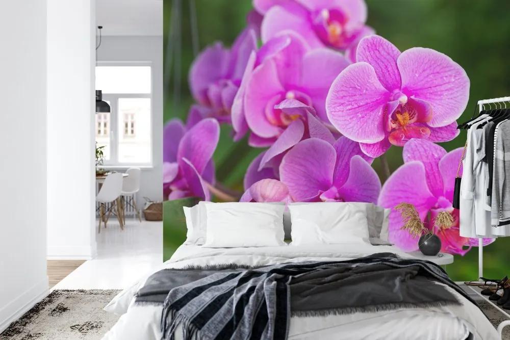 Fototapeta Orchid Blossoms 3D Omyvatelný vlies 405x270