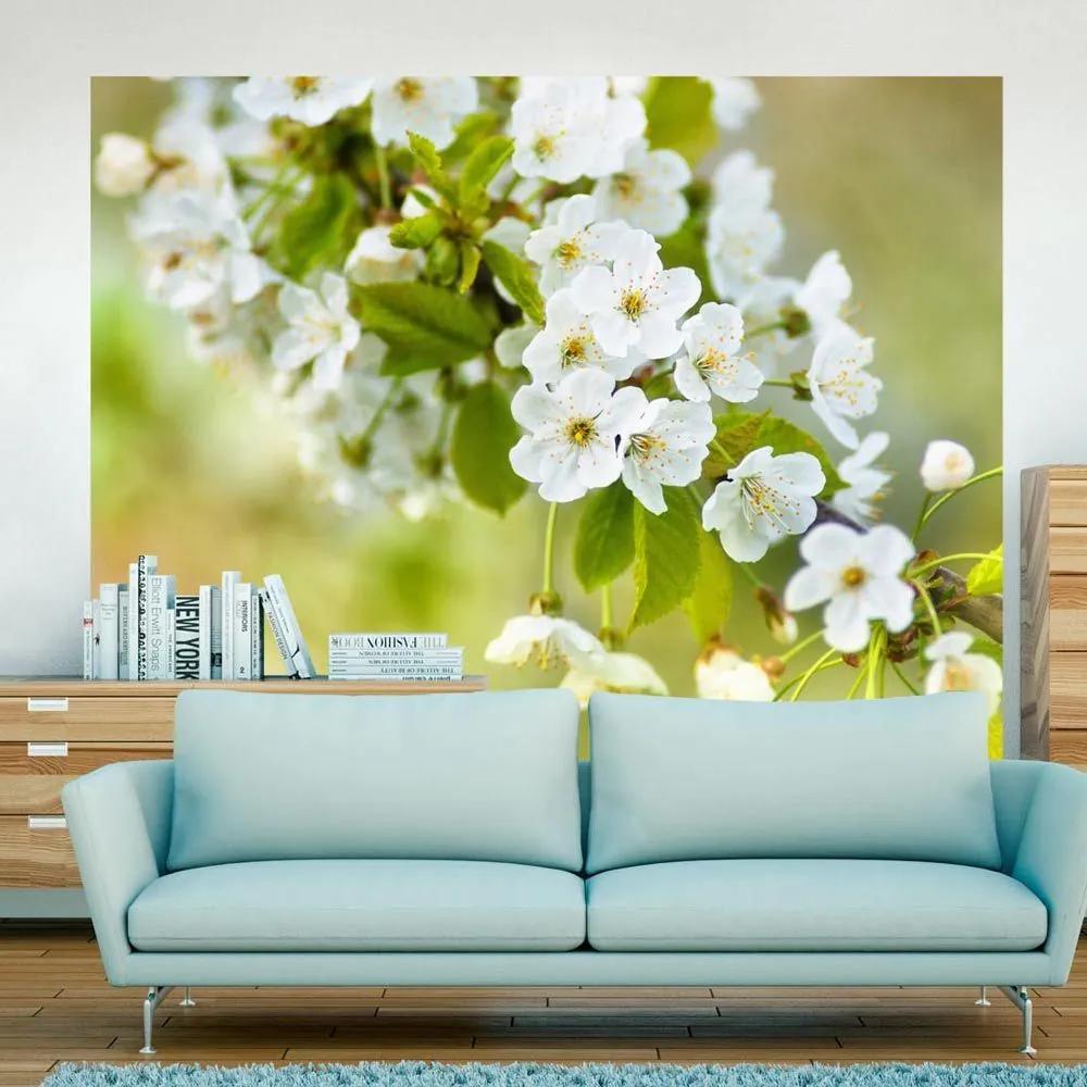 Fototapeta - Krásné jemné třešňové květy 200x154 + zdarma lepidlo