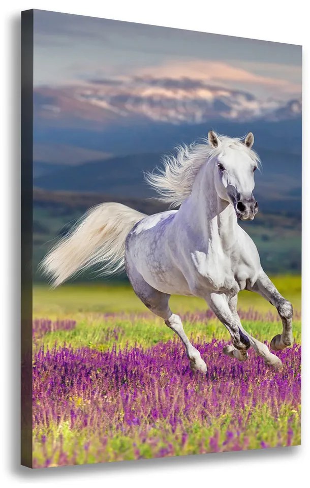 Wallmuralia Foto obraz na plátně Bílý kůň cval 70x100 cm