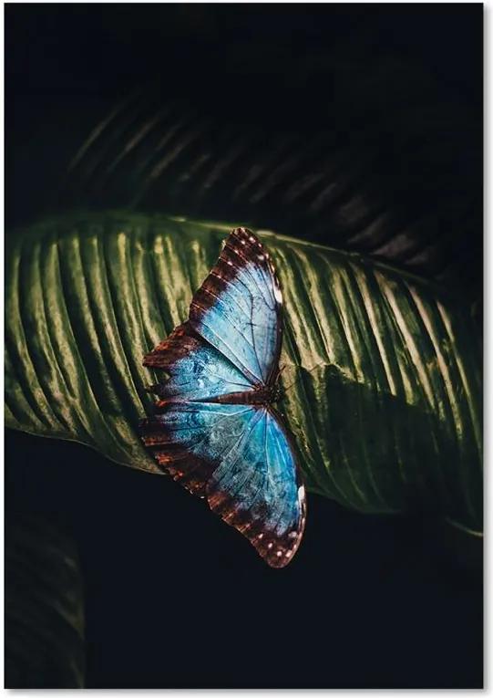 CARO Obraz na plátně - Butterfly On A Leaf 30x40 cm
