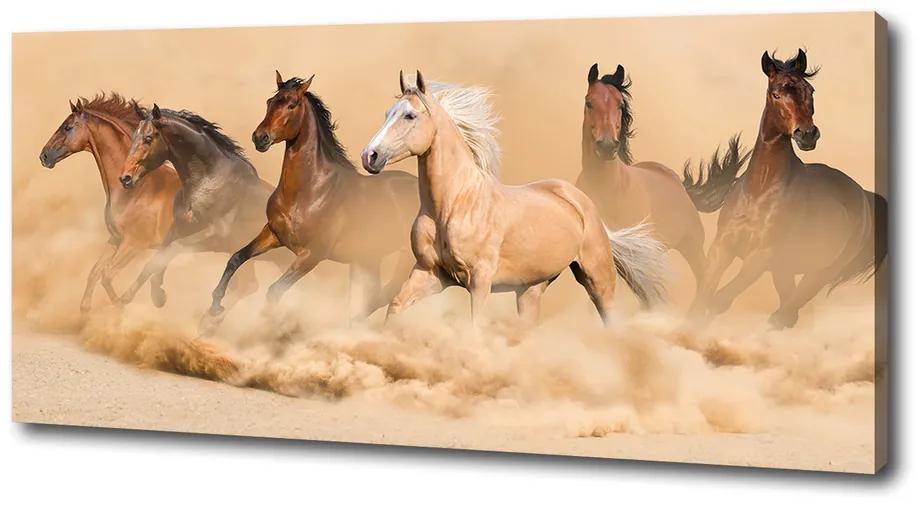 Wallmuralia Foto obraz na plátně Koně poušť 125x50 cm