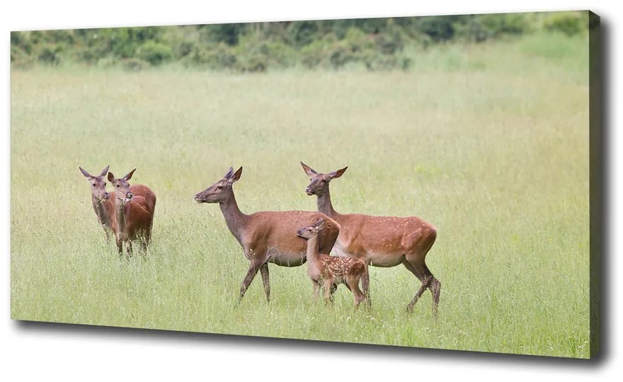 Wallmuralia Foto obraz na plátně Srna s mladými 100x50 cm