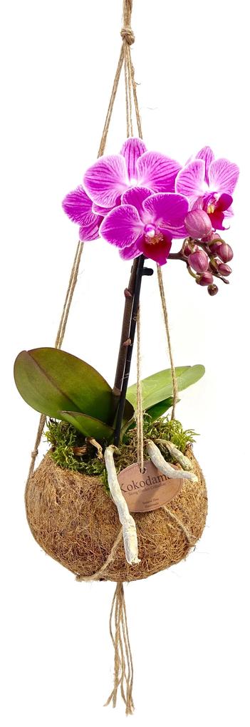 Kokodama Phalaenopsis (S) Falenopsis, Můrovec