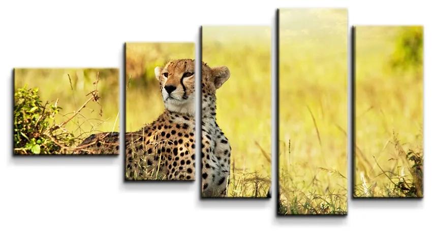 Sablio Obraz - 5-dílný Gepard - 100x60 cm