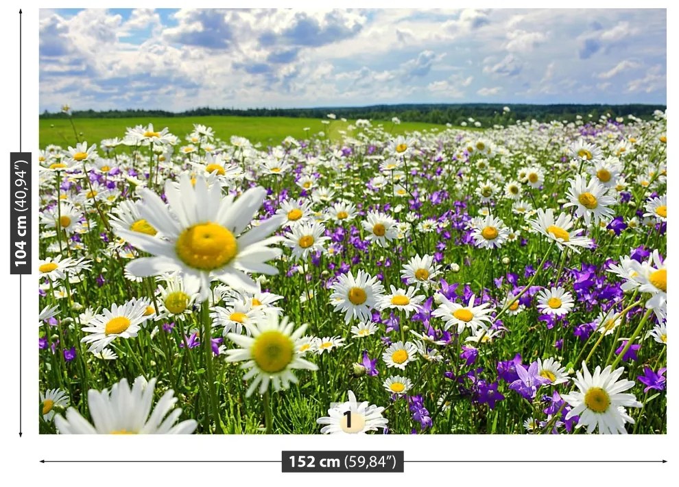 Fototapeta Louky a květiny 104x70