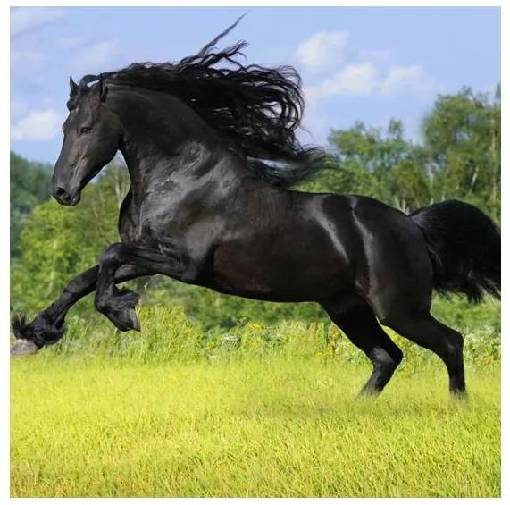 Obraz koně s rozevlátou hřívou  (50x50 cm), 40 dalších rozměrů