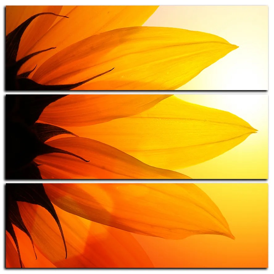 Obraz na plátně - Slunečnice květ - čtverec 3201D (75x75 cm)