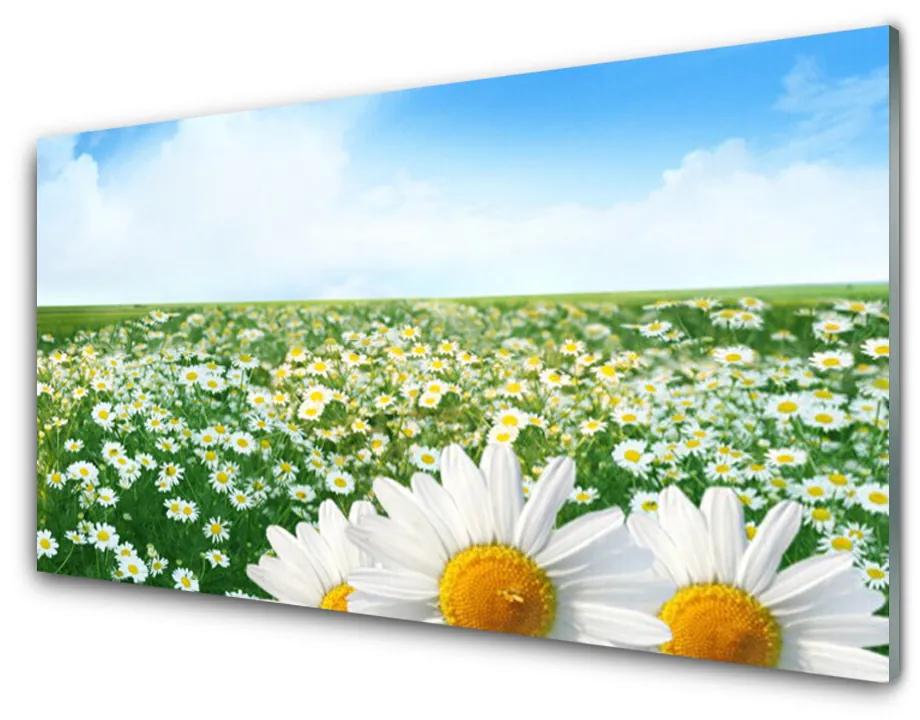 Plexisklo-obraz Sedmikrásky Květiny Louka Pole 125x50 cm
