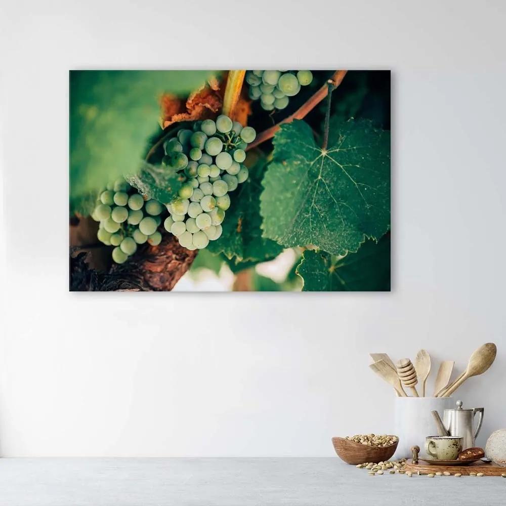 Obraz na plátně Hrozny Rostlina Hrozny Ovoce - 100x70 cm